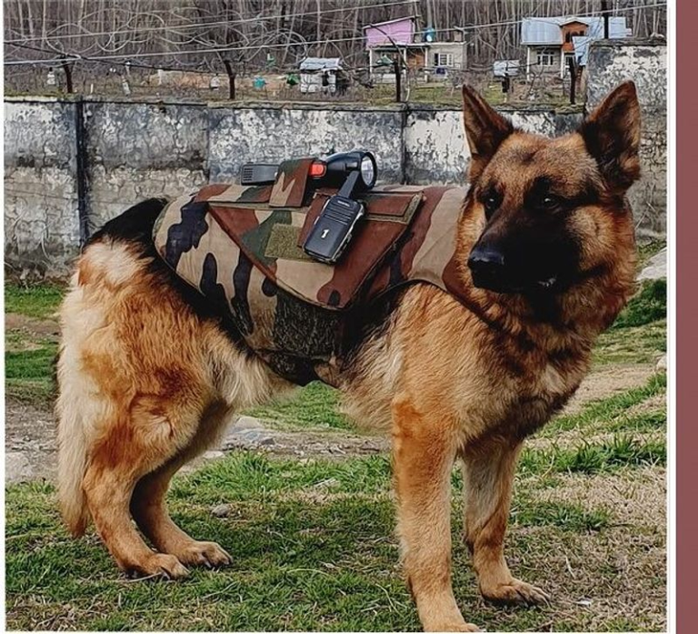 Army’s first assault canine dog Bajaj dies in Valley | Sanjha Morcha ...